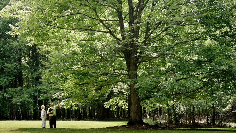 6 Signs of a Healthy Tree | Angie's List